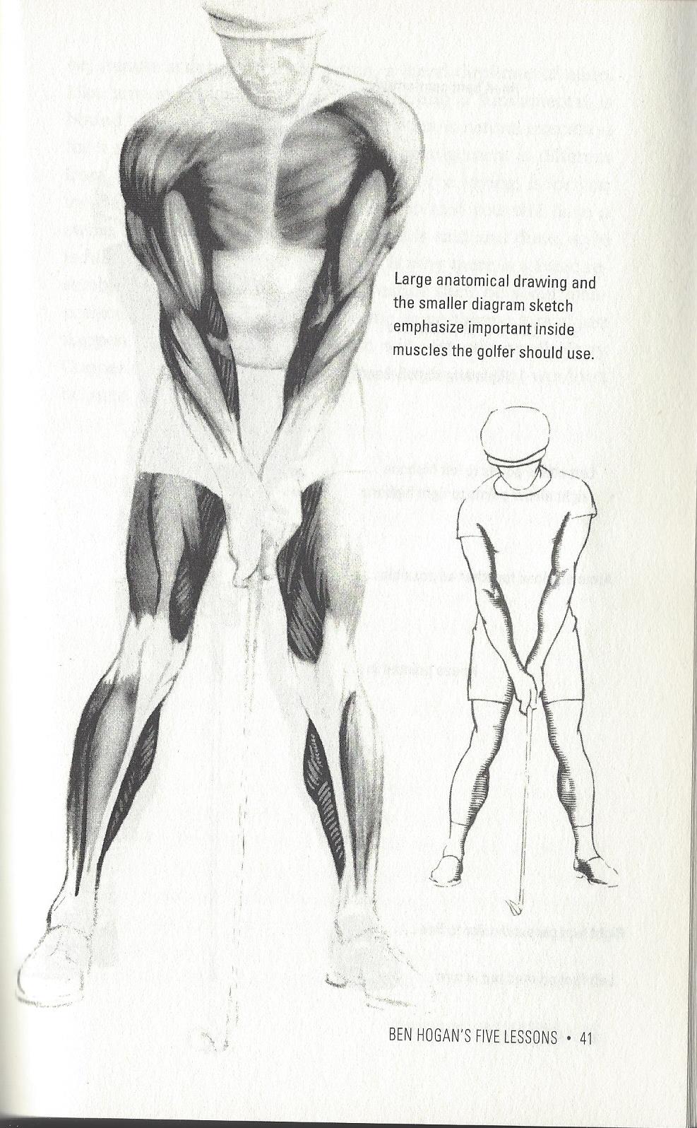 Hogan muscles | The Golf Project